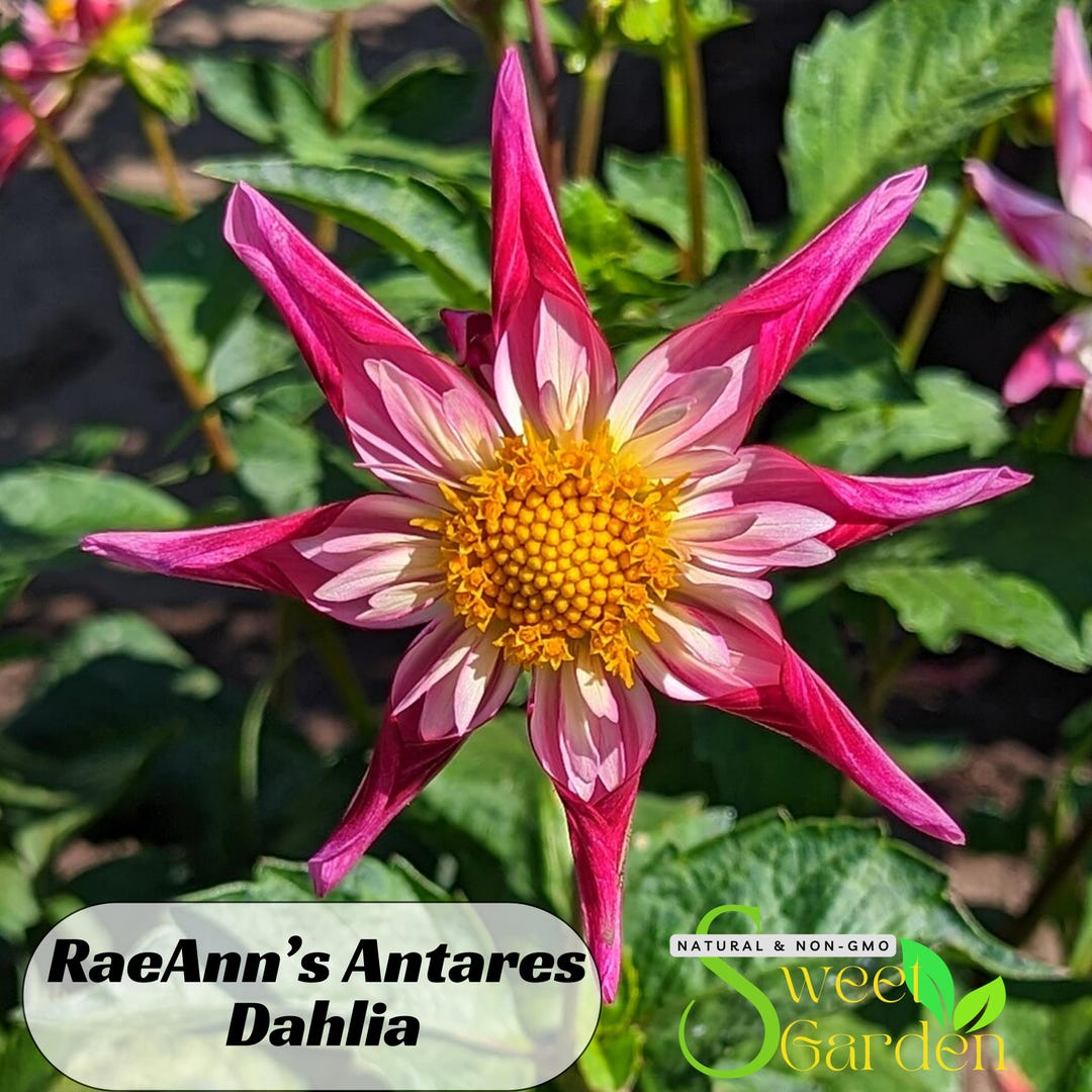 Raeann’s Antares Dahlia Seeds - Perennial - Authentic - Flowers ...
