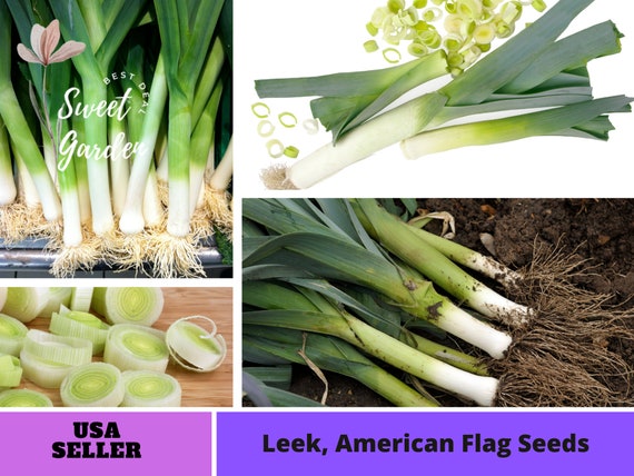 210 Seeds Leek American Flag Seeds Authentic Seeds GMO - Etsy