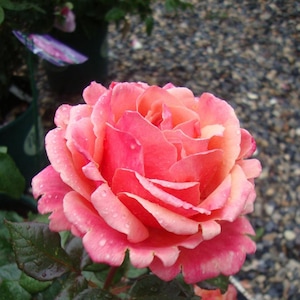 Anna's Promise Grandiflora Rose Seeds - Authentic Perennial Flower ...