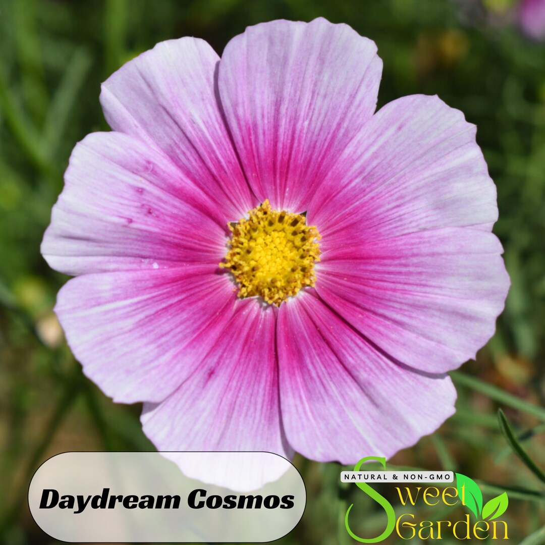 50s|pink and White Daydream Cosmos Seeds - Annual - Authentic Seeds ...