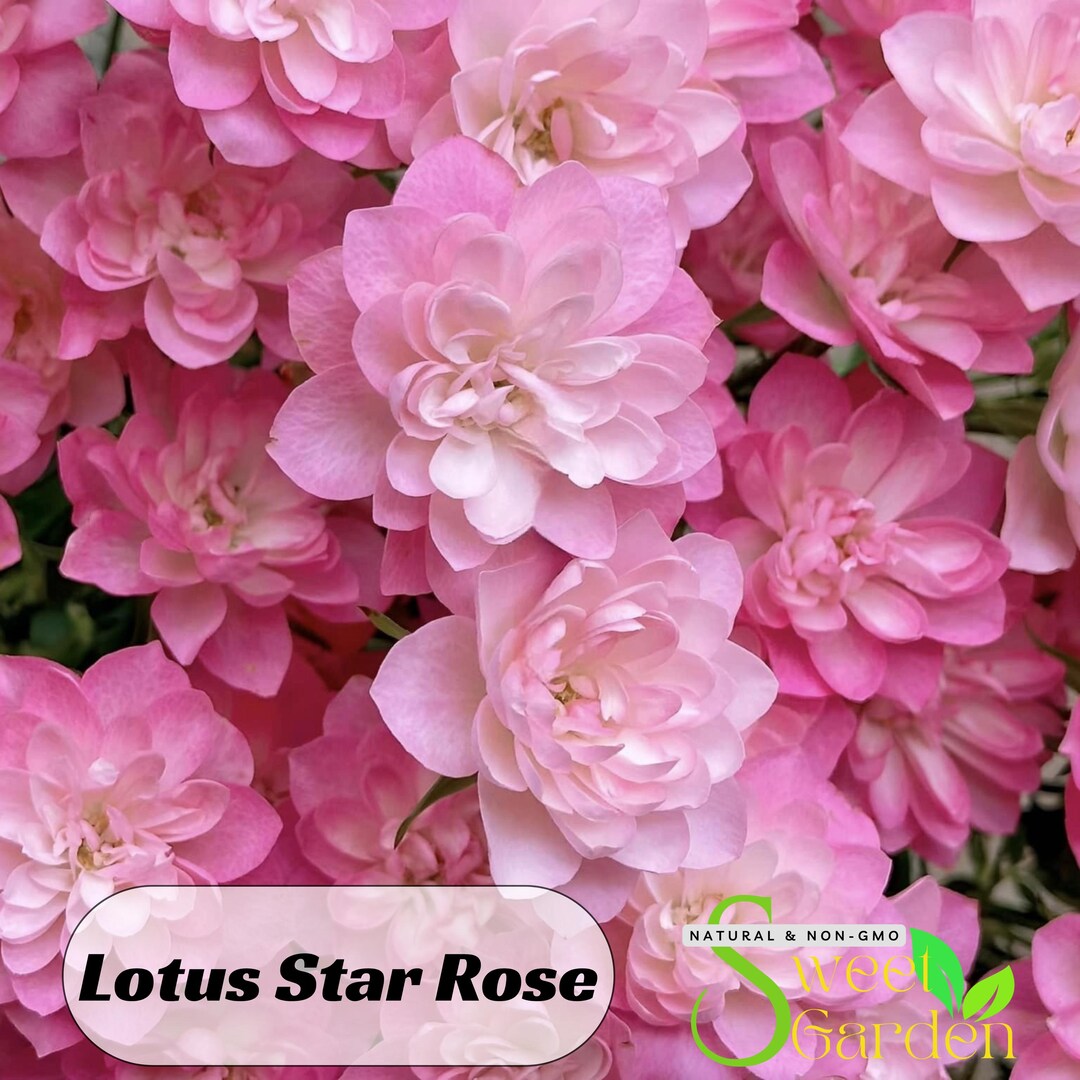 Lotus Star Rose Seeds - Perennial - Authentic Seeds - Flowers - Easy to ...