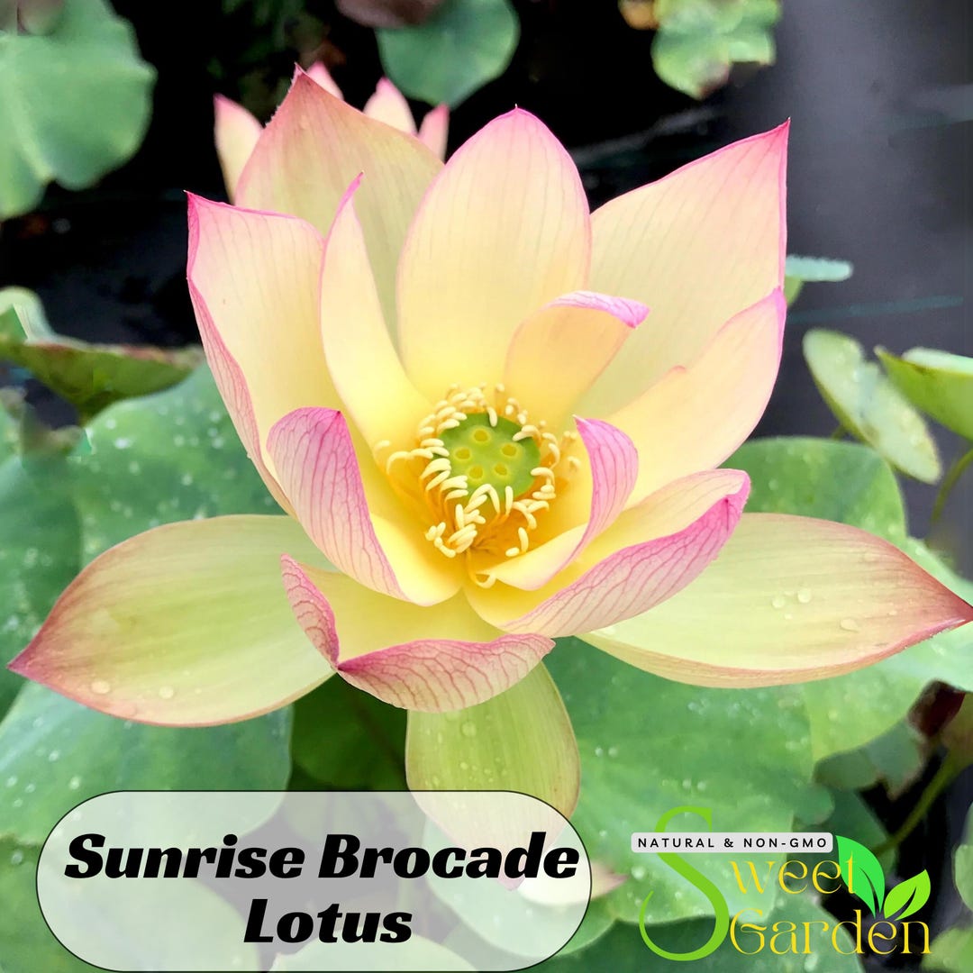 5 Rare Seeds Sunrise Brocade Lotus Seeds Indian Lotus nelumbo Nucifera ...
