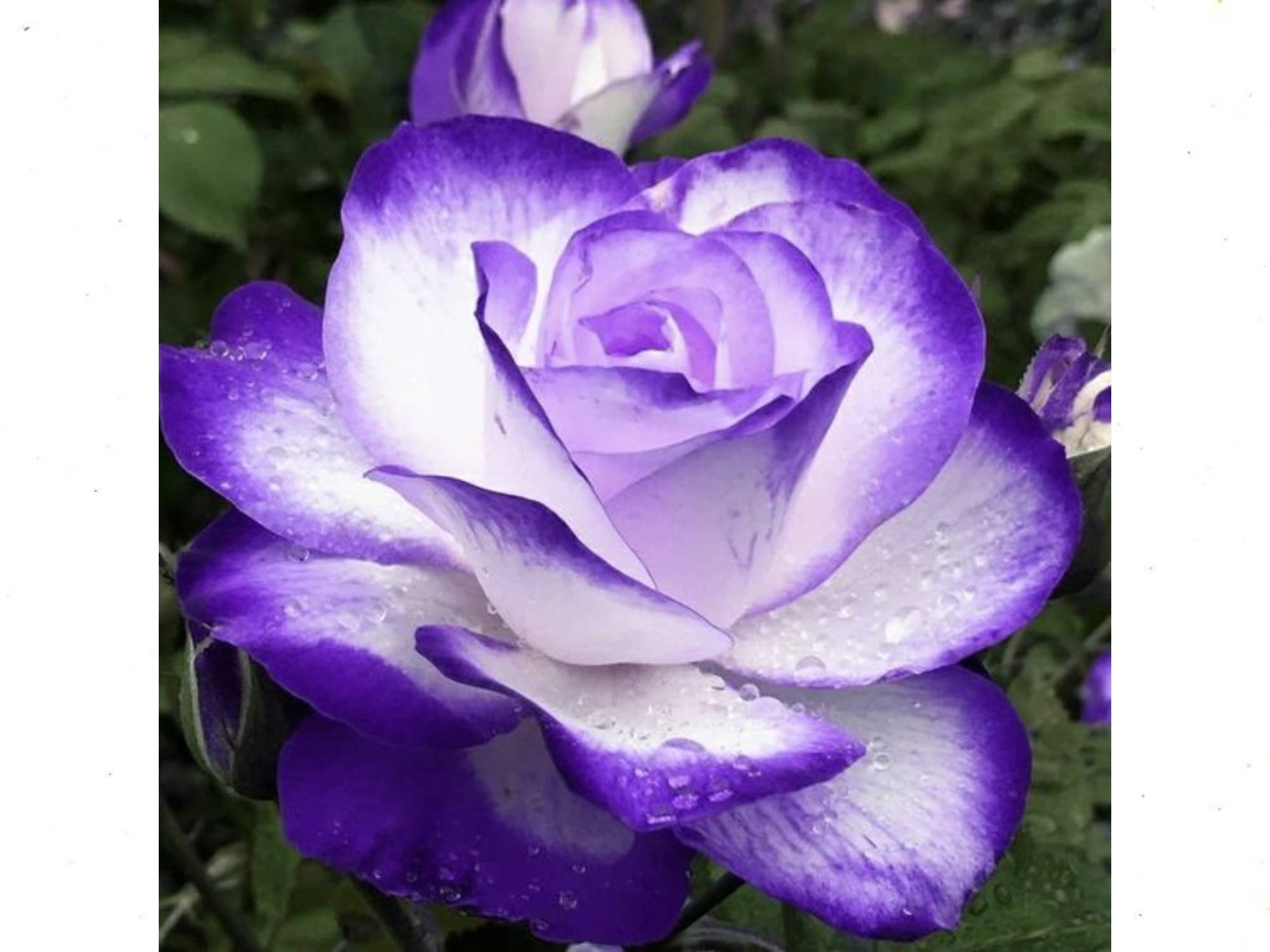 White Rose With Purple Tips