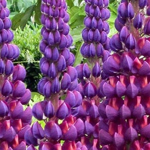 Masterpiece Lupine Seeds – Heirloom Bluebonnet Flower - Etsy