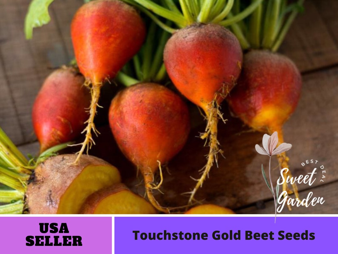 30 Seeds Touchstone Gold Beet Seeds perennial authentic Seeds-flowers ...