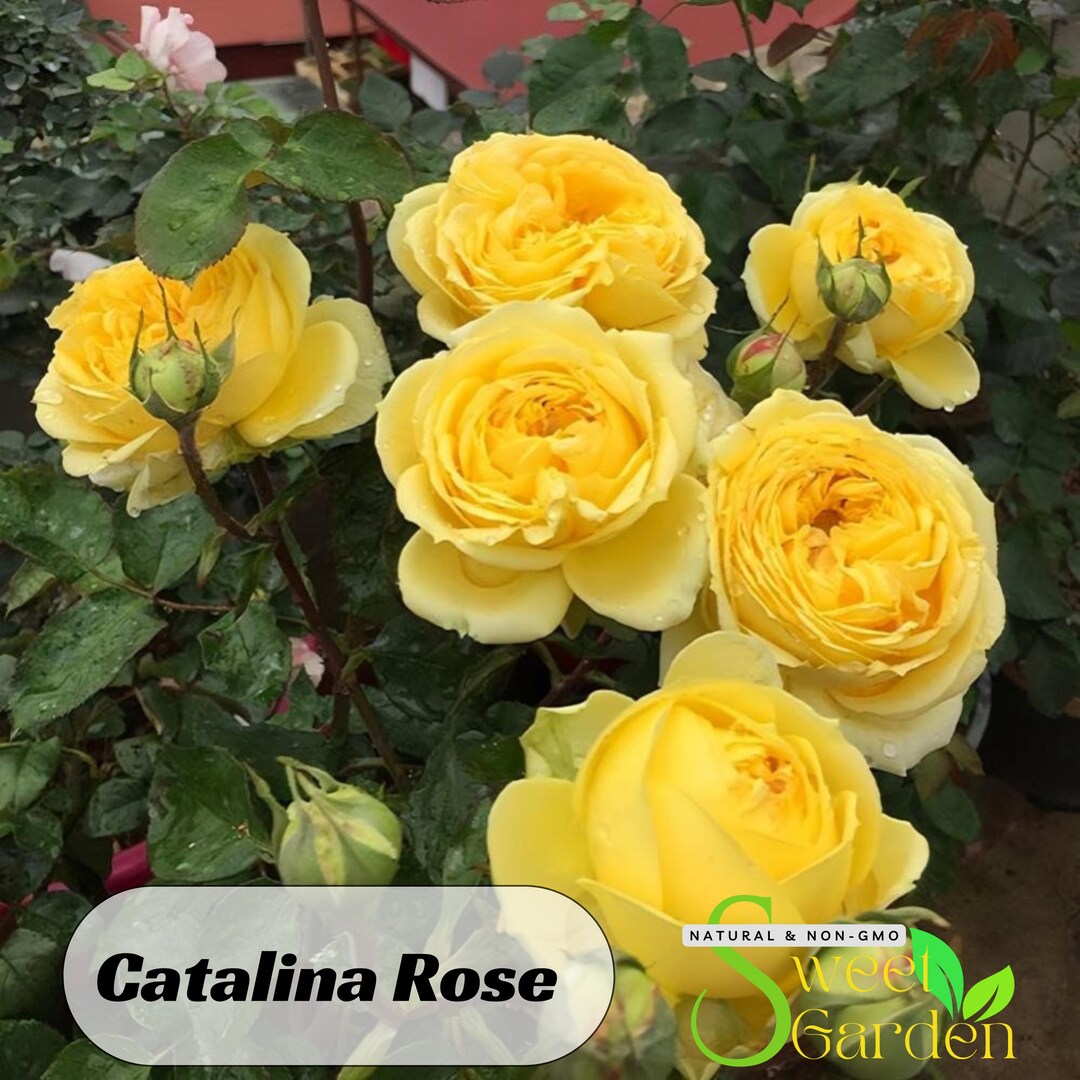 Catalina Rose Seeds - Perennial - Authentic Seeds - Flowers - Easy to ...