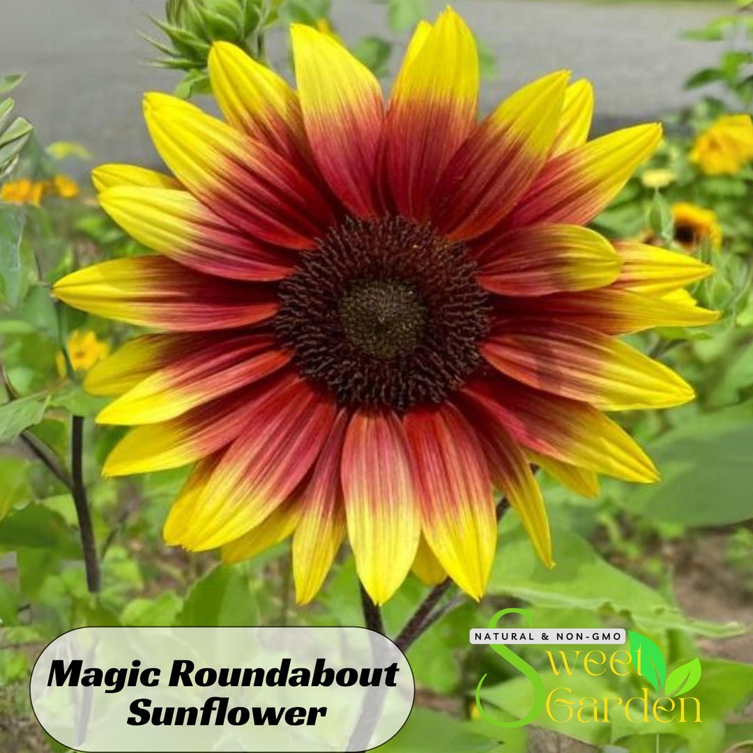 Magic Roundabout Sunflowers Seeds - Helianthus Annuus - Annual ...