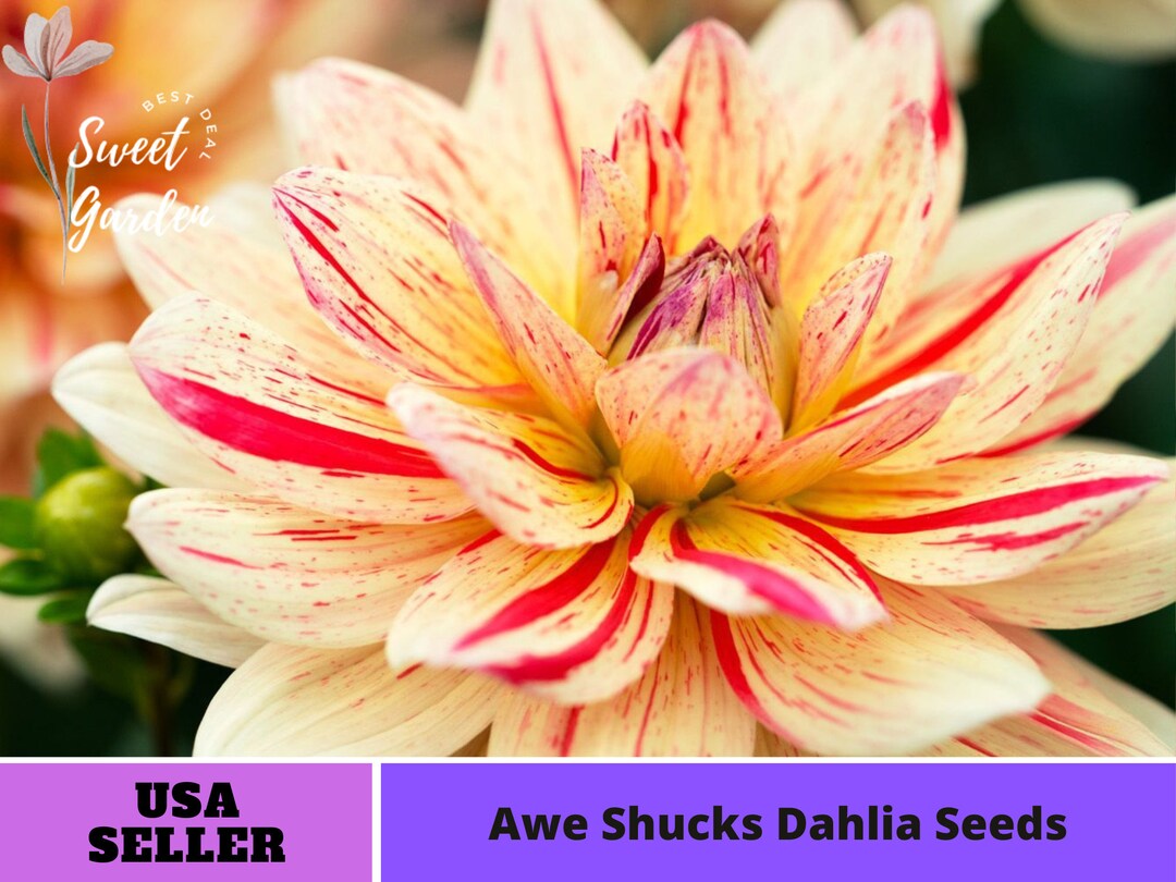 Awe Shucks Dahlia Seeds Perennial Authentic Seeds Flowers Clumping ...