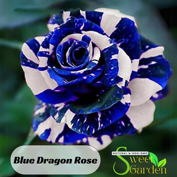 Rare Exotic Seeds - Etsy