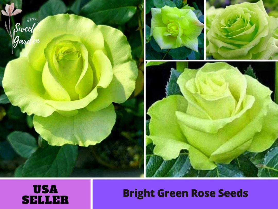 Bright Green Rose Seeds Perennial Authentic Seeds Flowers Easy to Grow ...