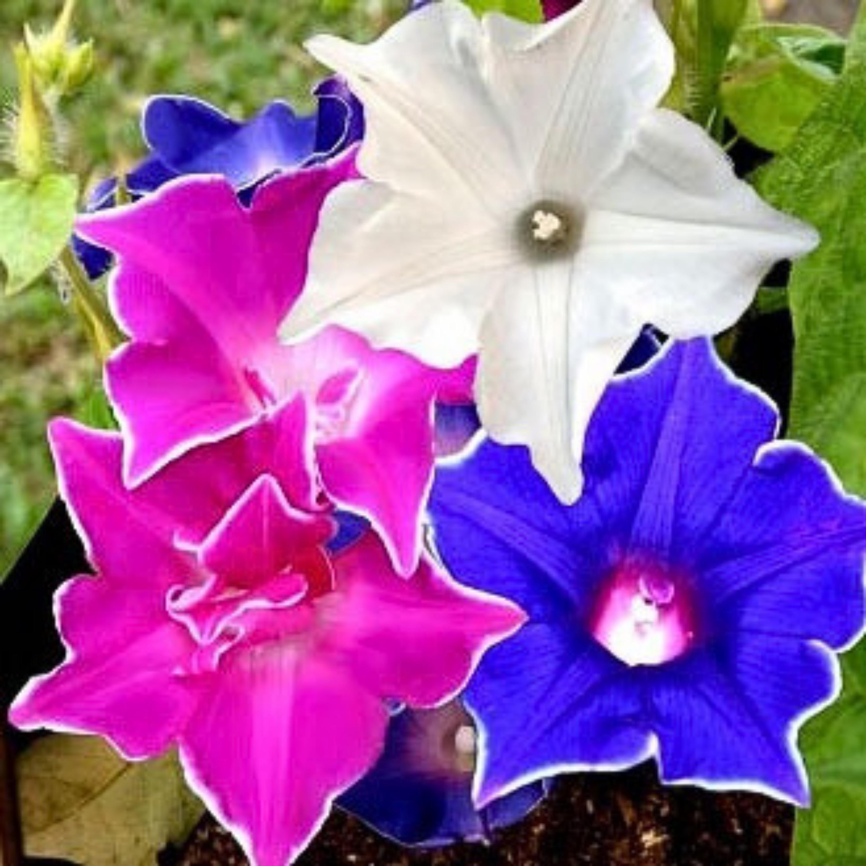 Kikyo-zaki Morning Glory Seeds – Easy Grow Annual Vine Flowers - Etsy