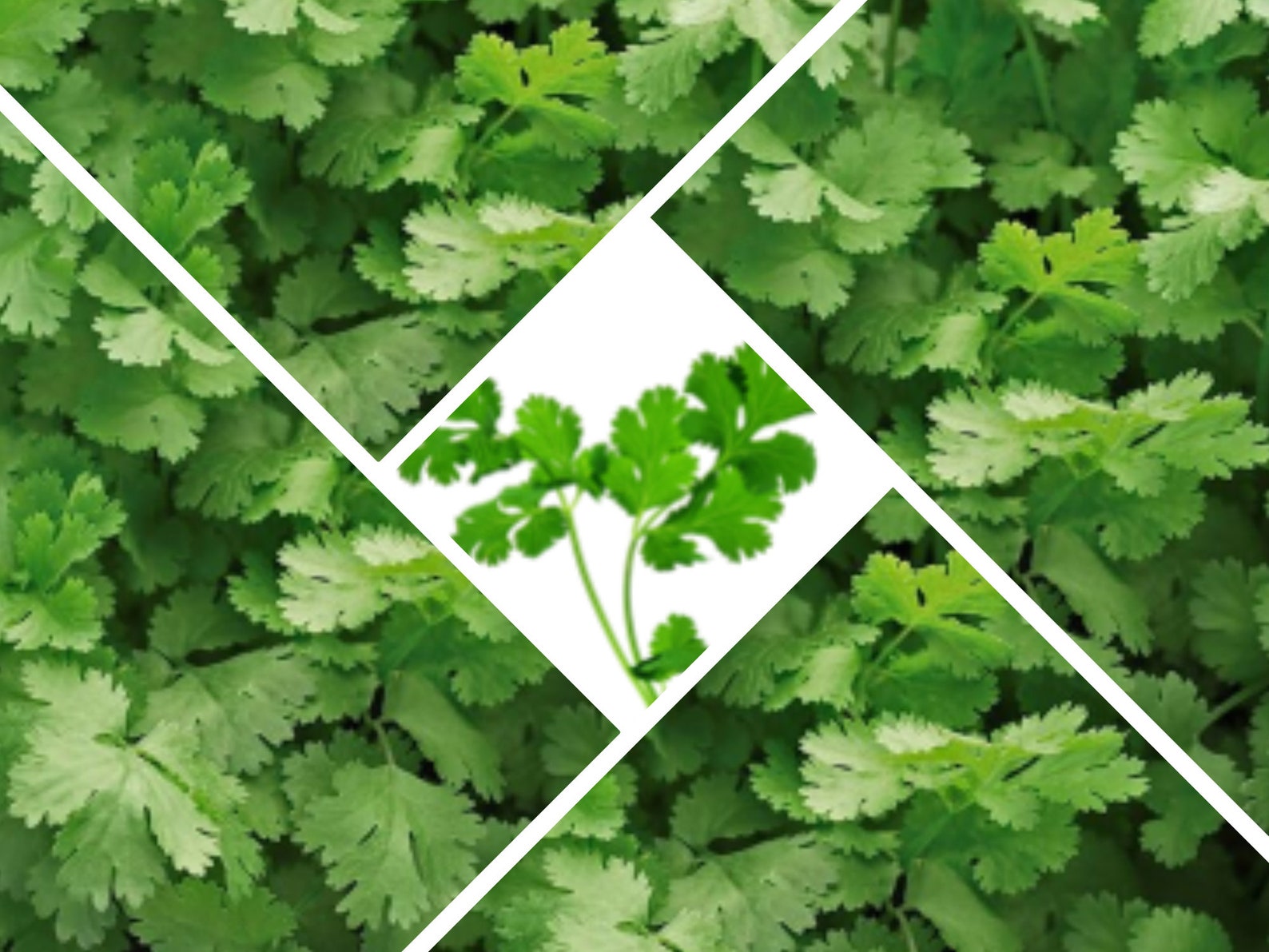 110 Seeds Cilantro Seeds-perennial authentic Seeds-flowers - Etsy