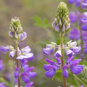 Lupinus Rivularis (riverbank Lupine) Seeds- Lupinus - Bluebonnet ...