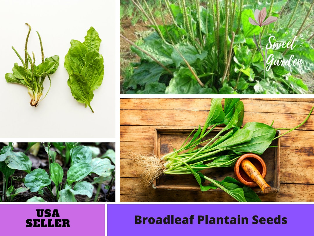 Broadleaf Plantain Seeds perennial authentic Seeds-flowers organic. Non ...