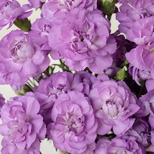 30s|moonberry Light Purple Mini Carnation - Authentic Seeds - Dianthus ...