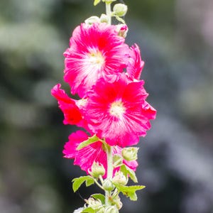 Mars Magic Light Red Hollyhock - Alcea Rosea Seeds - Perennial ...