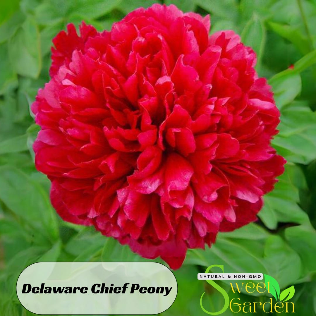 10+ Seeds| Delaware Chief Peony Seeds - Perennial - Authentic Seeds ...