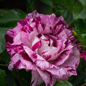 Tiger Stripes Rose Seeds - Perennial - Authentic Seeds - Flowers - Easy ...