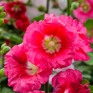 Mars Magic Light Red Hollyhock - Alcea Rosea Seeds - Perennial ...