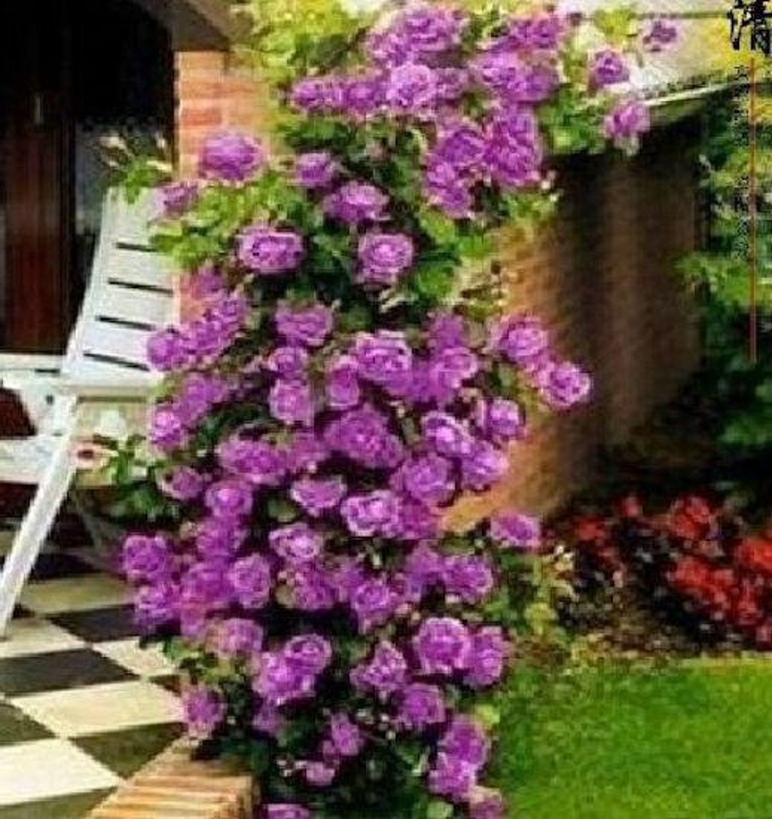 Purple Climbing Rose Seeds - Perennial - Authentic Seeds - Flowers ...