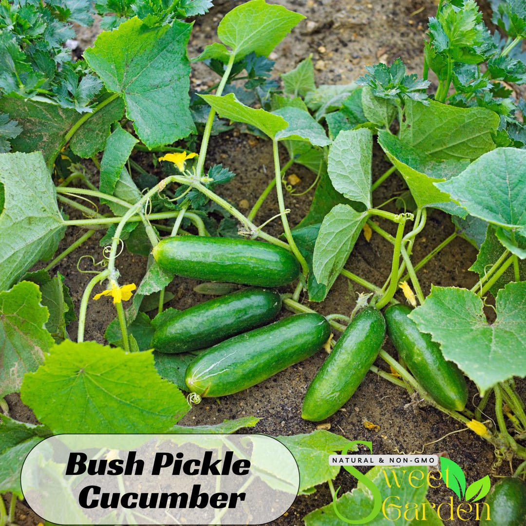 Bush Pickle Cucumber Seeds-perennial-authentic Seeds-flowers -organic ...