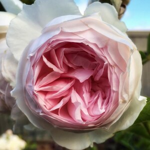 Earth Angel Rose Seeds - Authentic Perennial Flower Seeds - Etsy