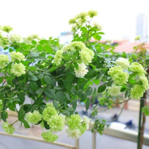 Green Ice Rose Seeds - Perennial - Authentic Seeds - Flowers - Easy to ...