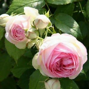 Dancing Rose Seeds - Perennial - Authentic Seeds - Flowers - Easy to ...