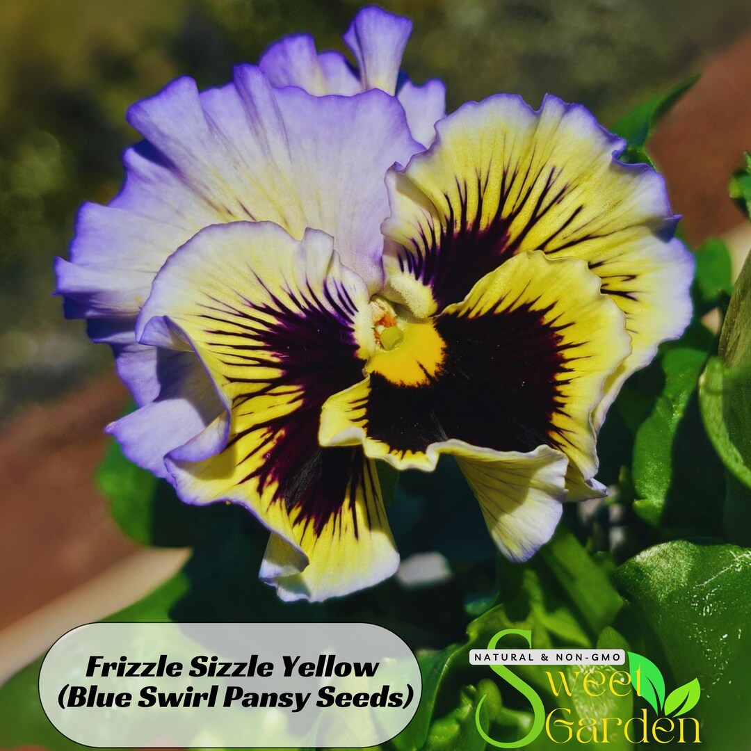 Frizzle Sizzle Yellow (blue Swirl Pansy) Seeds - Cold Resistant - Self ...