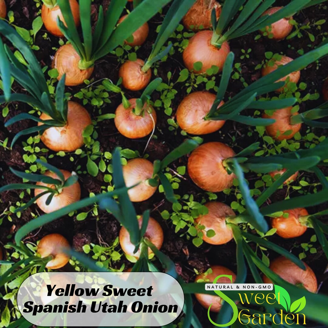 30 Seeds| Onion Utah Yellow Seeds Seeds -perennial -authentic Seeds ...