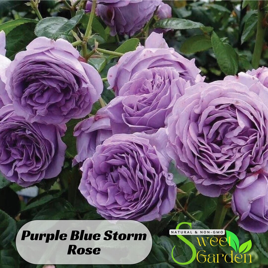 Purple Blue Storm Rose Seeds - Perennial - Authentic Seeds - Flowers ...