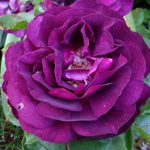 Twilight Rose Seed Flower Dark Red Flower - Perennial - Authentic Seeds ...