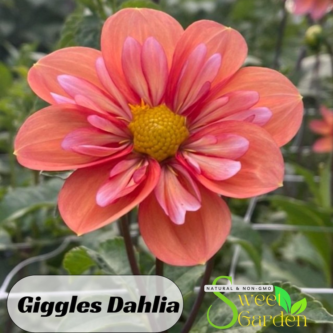 Giggles Dahlia Perennial Seeds - Flowers - Clumping - Dahlia Garden ...