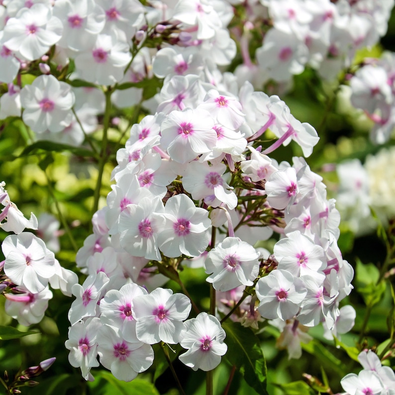 Amazing Grace Creeping Phlox Seeds - Cold Resistant -drought Resistant ...