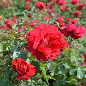 Red Climbing Rose Seeds - Perennial - Authentic Seeds - Flowers - Easy ...