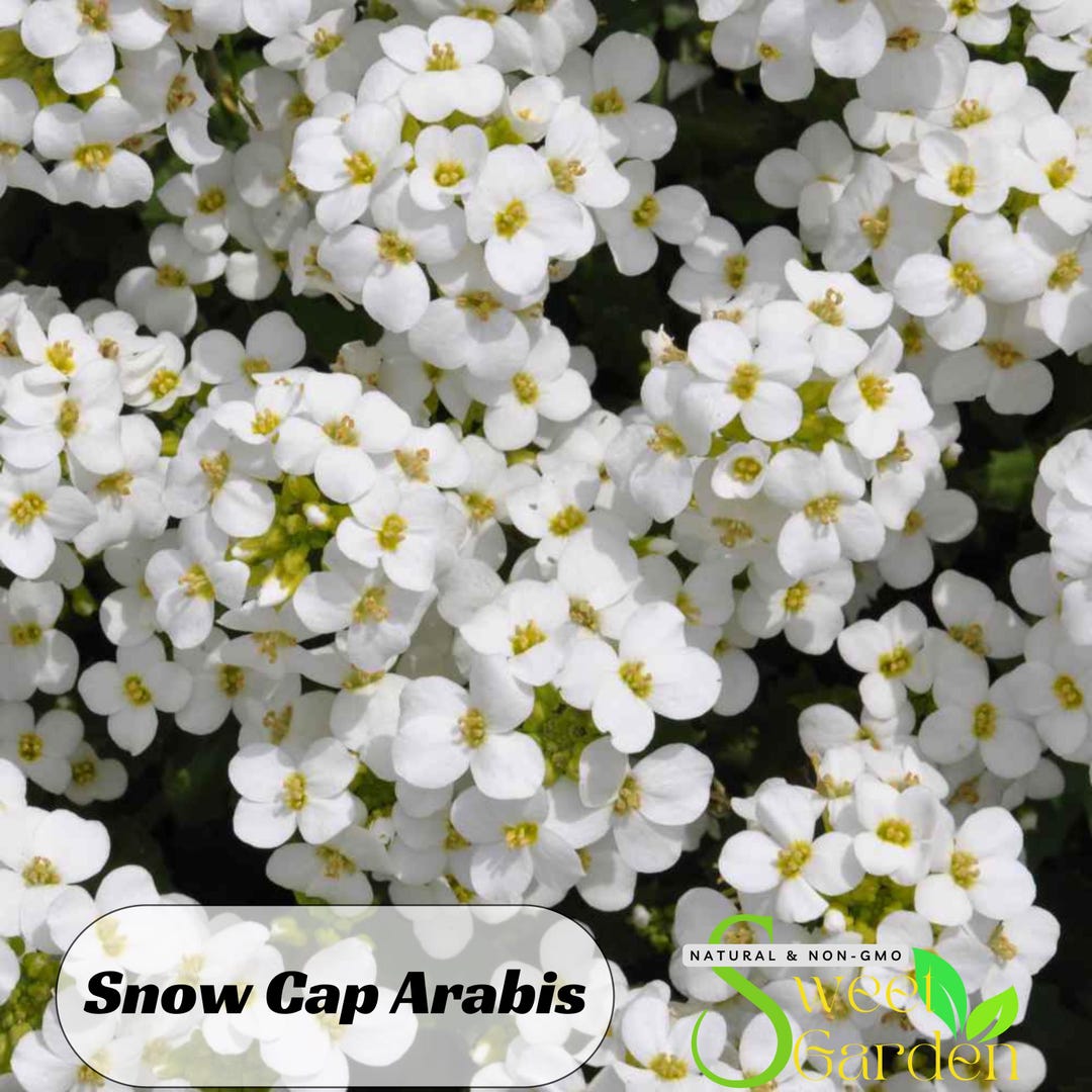 Snow Cap Arabis Flower Seeds -perennial -authentic Seeds -vegetable ...