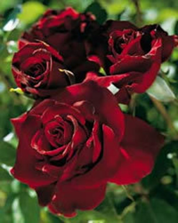 Black Magic Rose Bush