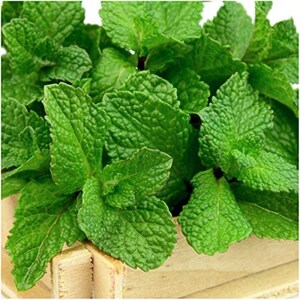 80 Seeds Mentha Spicata Seeds Authentic Seeds Perennialgmo Free flower ...