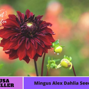 Mingus Alex Dahlia Seeds perennial authentic Seeds-flowers organic. Non ...