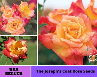 RARE Red Blood ROSE gorgeous & Aromatic Flower Tree Bush 2 - Etsy