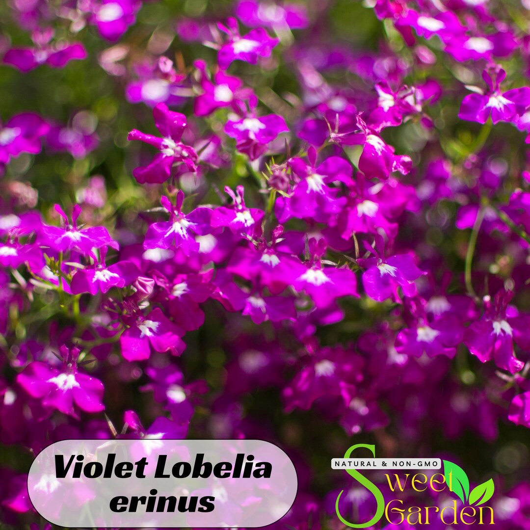 Violet Lobelia Erinus Seeds - Flowering - Fast Growing - Open ...