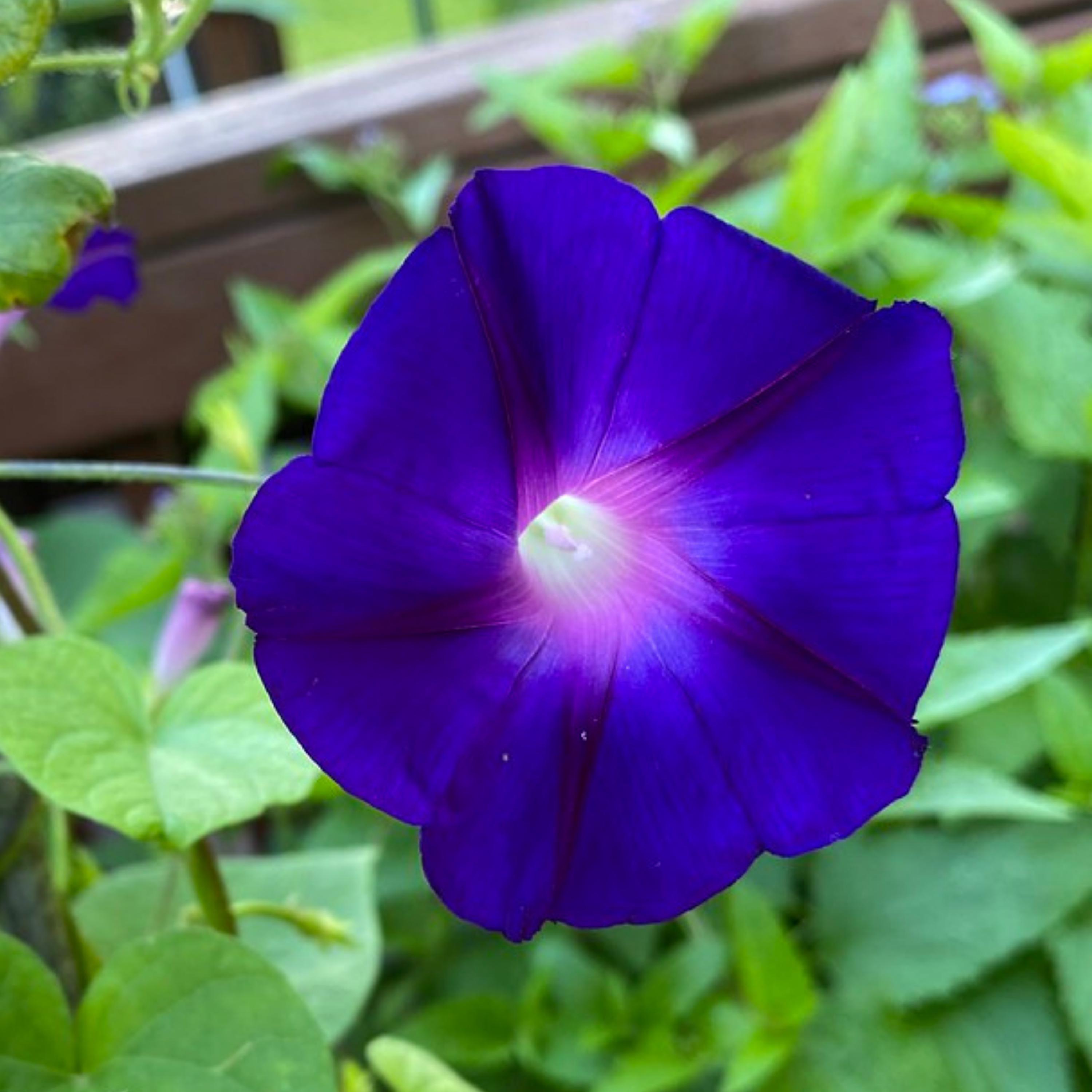 Star of Yelta Morning Glory Seeds, Easy Grow Annual Vine (30 Seeds) - Etsy