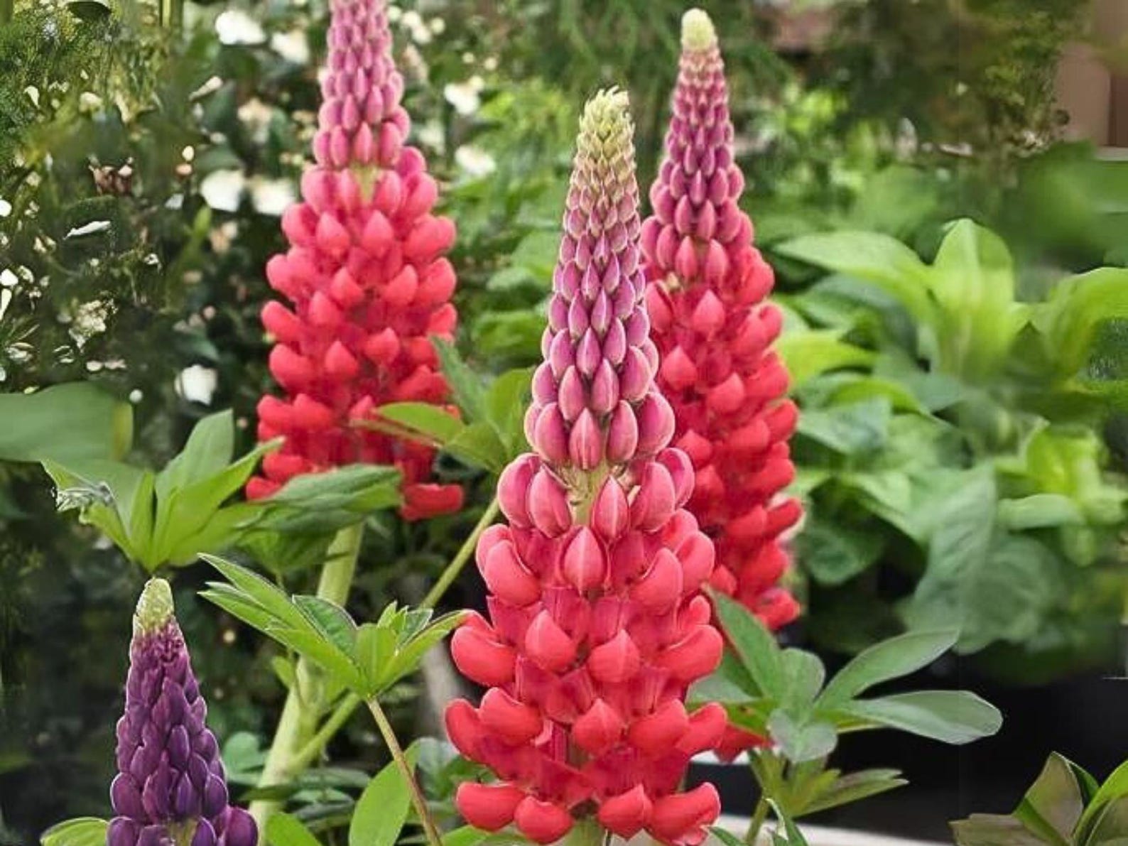 Lupinus ‘beefeater’ (lupine) Seeds- Lupinus - Bluebonnet - Authentic ...