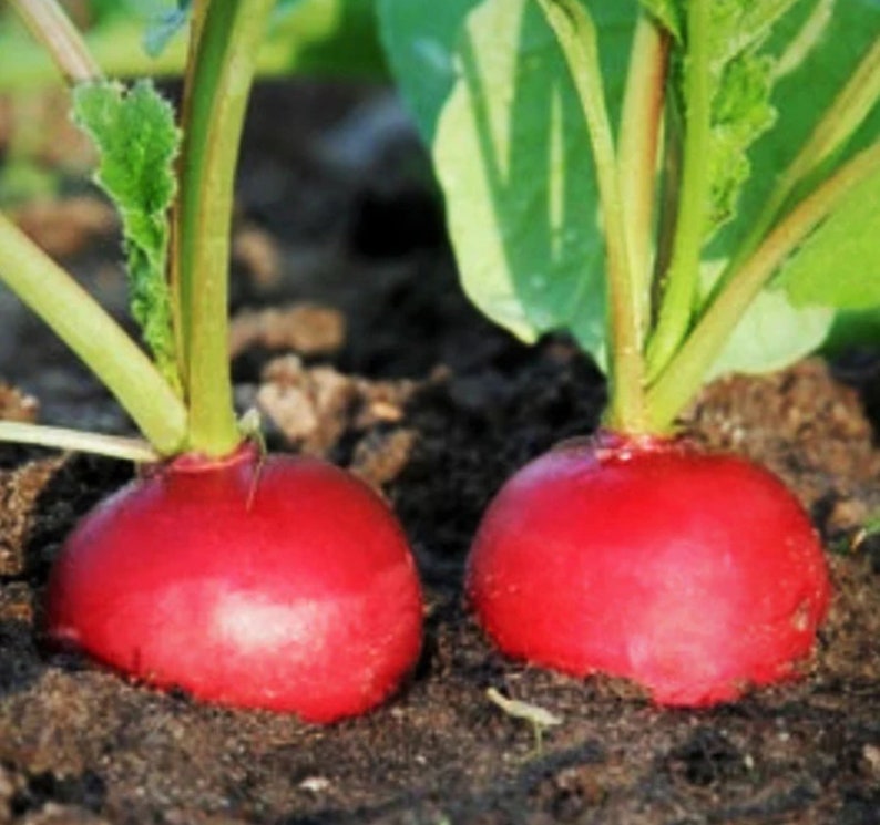 260 Seeds Crimson Giant Radish Seeds Perennial authentic - Etsy