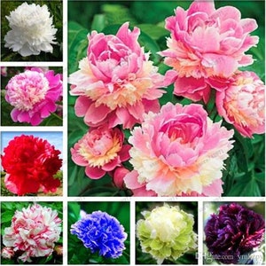 Muti-mix Peony Seeds | Rare Perennial Flowers, Heirloom Paeoniaceae (10 ...