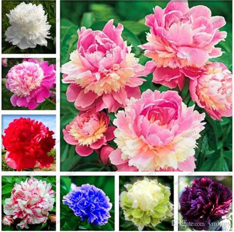 Muti-mix Peony Seeds | Rare Perennial Flowers, Heirloom Paeoniaceae (10 ...