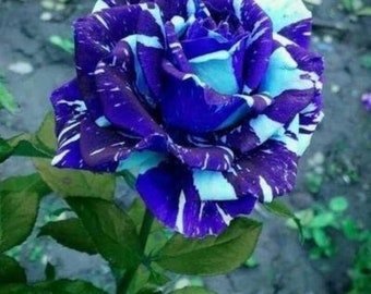 Blue Dragon Rose | Etsy