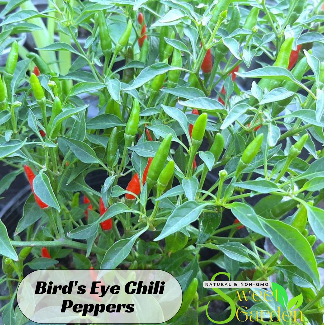 15 Seeds| Bird's Eye Chili Peppers (thai) Seeds- -authentic Seeds ...