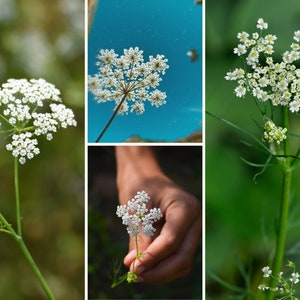 15 Seeds-cumin - Cuminum Cyminum Cumin - Cuminum Cyminum Seeds ...