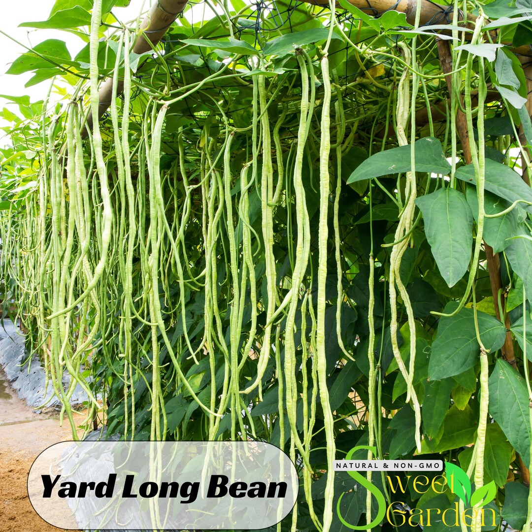 20 Seeds| Yard Long Bean Seeds -perennial -authentic Seeds-flowers ...